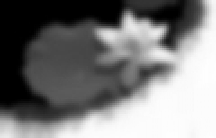 Cell Graphic 2001 - The FWA